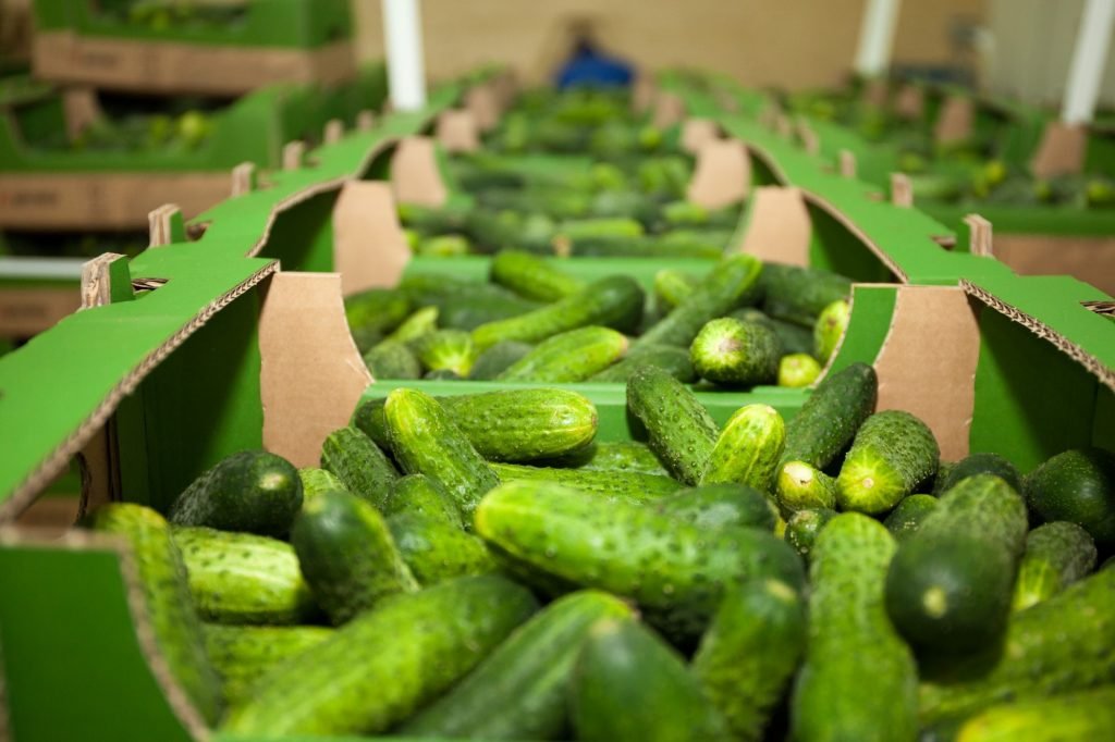 Producer and distributor of fresh vegetables and fruit from Poland | Amazis